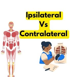 Ipsilateral Vs Contralateral Connections: A Comprehensive Medical Guide ...